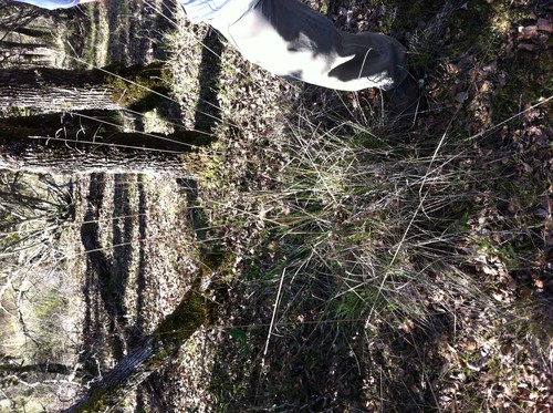 California Fescue (Festuca californica) Flower, Leaf, Care, Uses ...