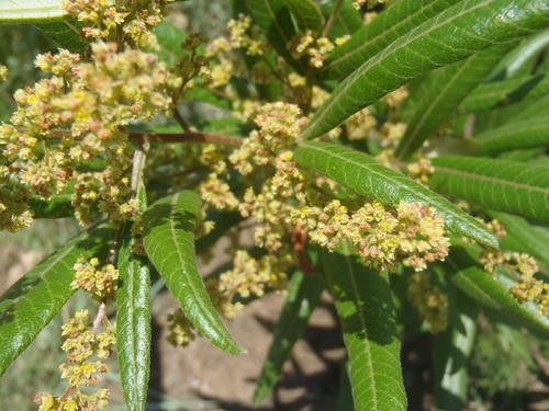 Searsia discolor Flower, Leaf, Care, Uses - PictureThis