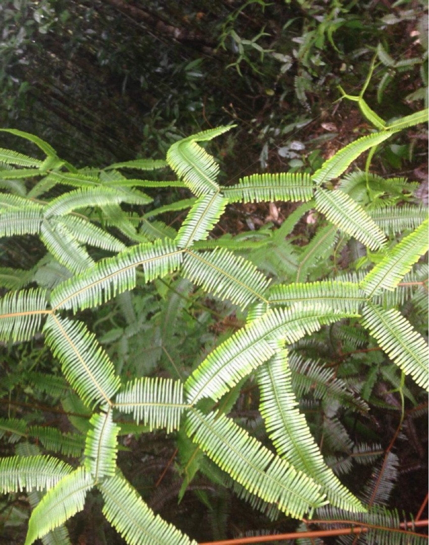 Sticherus truncatus Flower, Leaf, Care, Uses - PictureThis