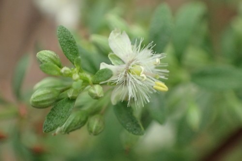Sapu Manis (Scoparia dulcis) - PictureThis