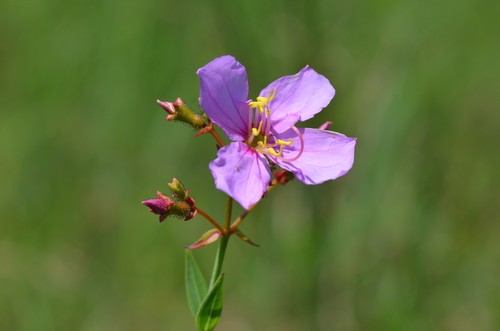 Rhexia alifanus - PictureThis