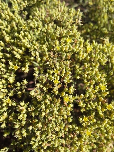 James' nailwort (Paronychia jamesii) Flower, Leaf, Care, Uses - PictureThis