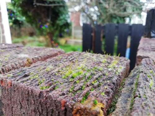 Tornillo de pared-musgo (Tortula muralis) - PictureThis