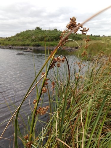 Swamp sawgrass (Cladium mariscus) Flower, Leaf, Care, Uses - PictureThis