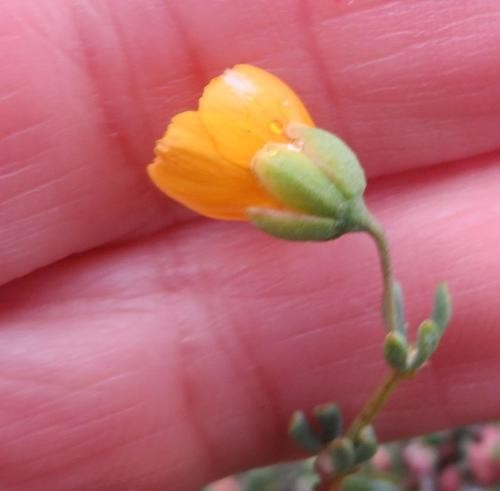 Roepera Care (Watering, Fertilize, Pruning, Propagation) - PictureThis