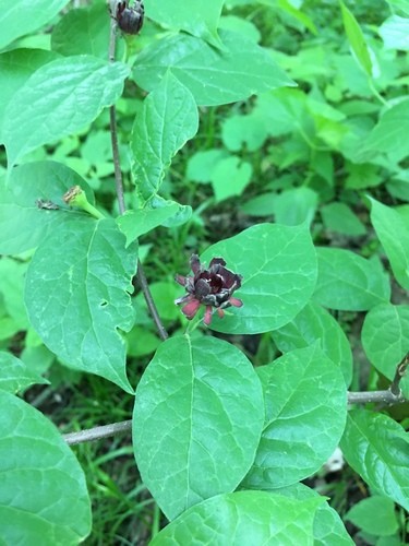 Eastern sweetshrub (Calycanthus floridus var. glaucus) Flower, Leaf ...