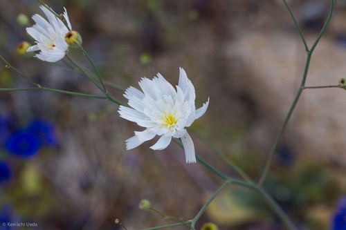Parachute plant (Atrichoseris platyphylla) Flower, Leaf, Care, Uses ...
