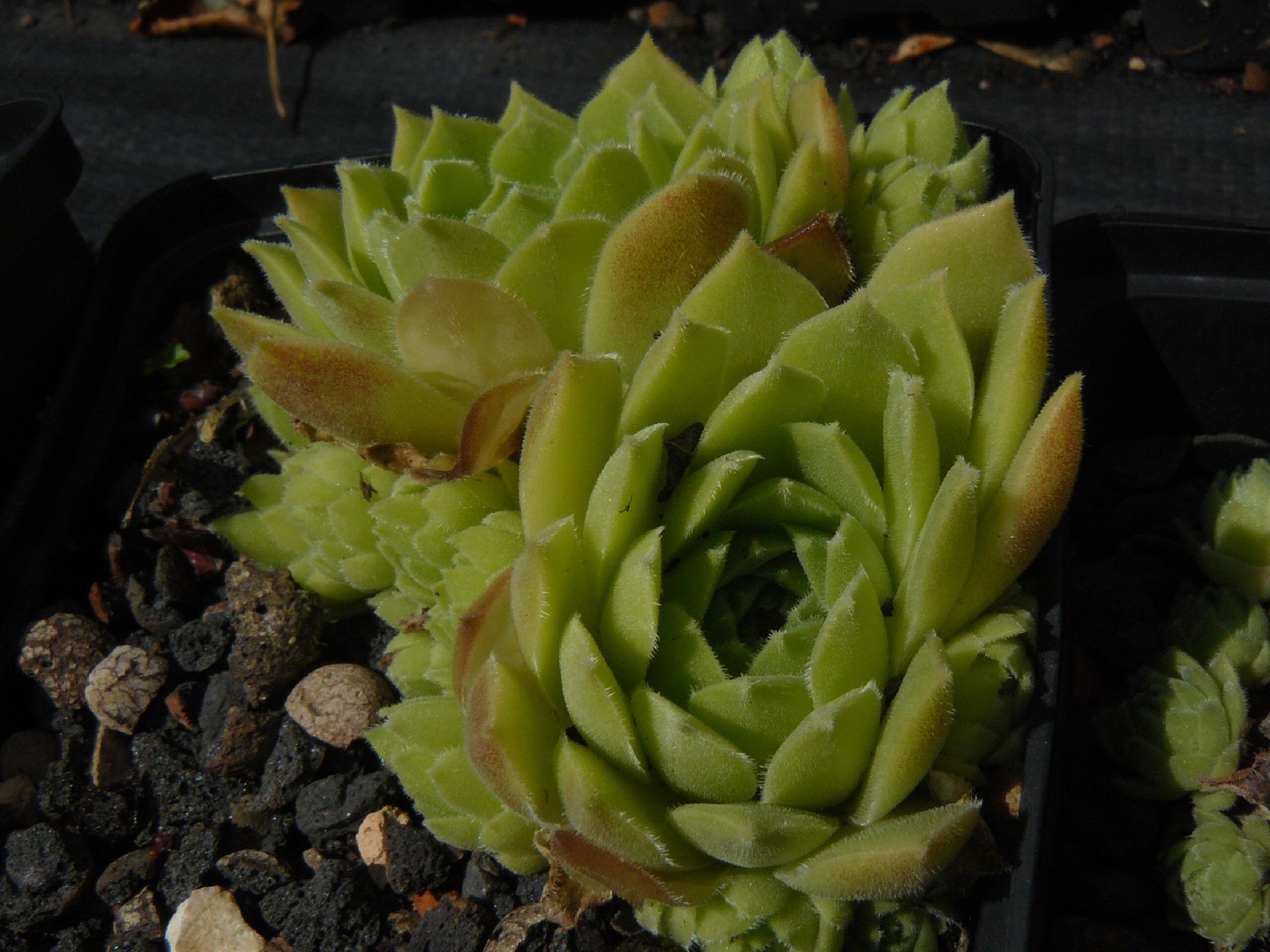 Sempervivum 'Atlanticum' - PictureThis