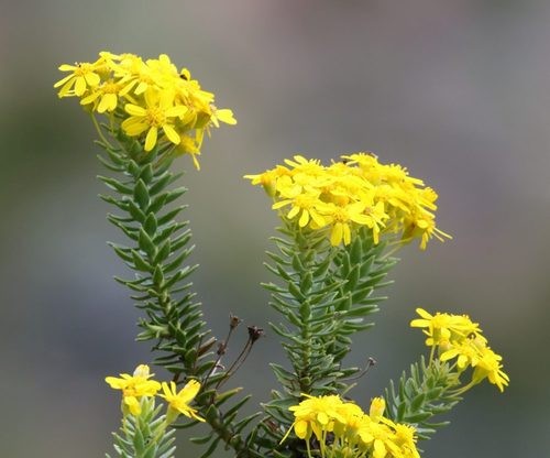 Euryops tysonii - PictureThis