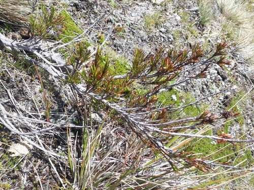 Dracophyllum pronum - PictureThis