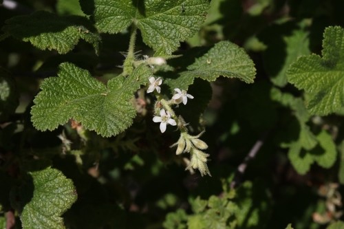 Ribes indecorum - PictureThis