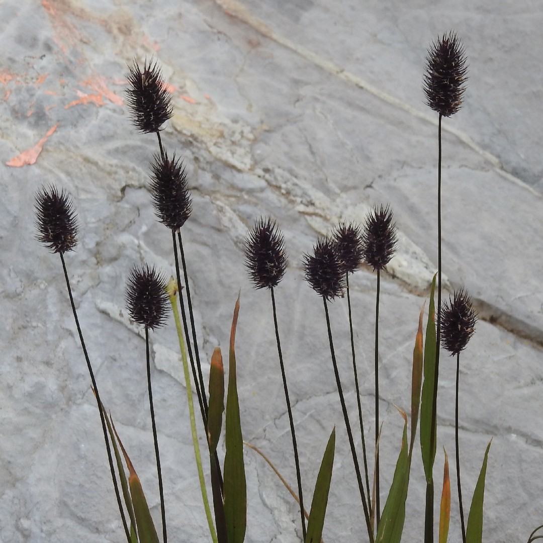 Phleum alpinum - PictureThis