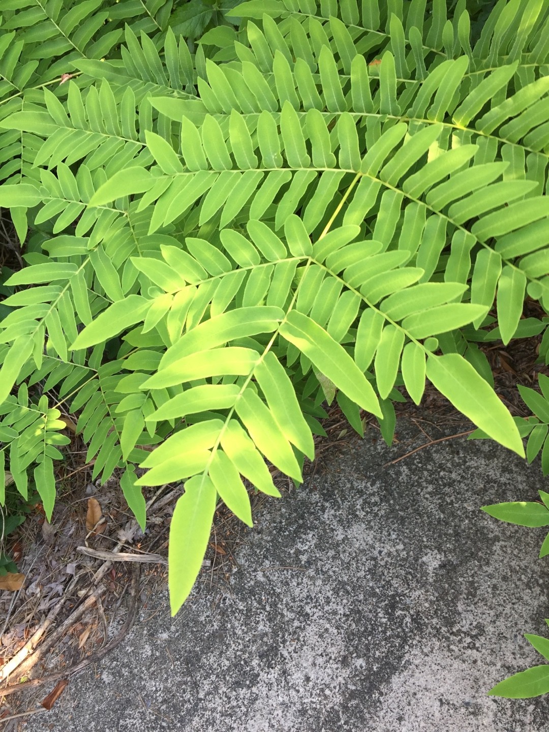Osmunda Royal Fern