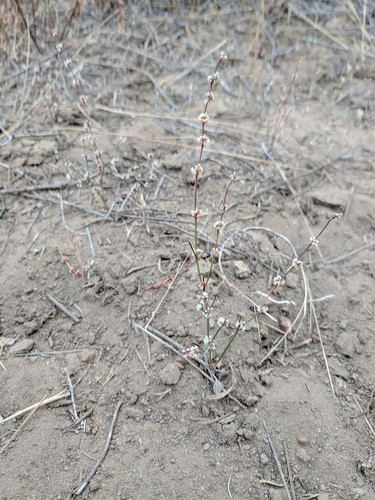 Slender woolly buckwheat (Eriogonum gracile) Flower, Leaf, Care, Uses ...