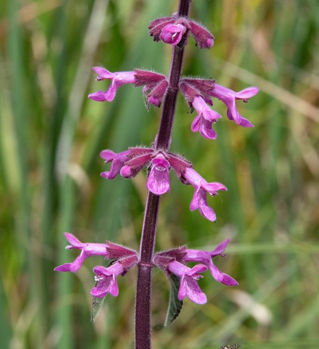 Coastal hedge-nettle (Stachys chamissonis) Flower, Leaf, Care, Uses ...