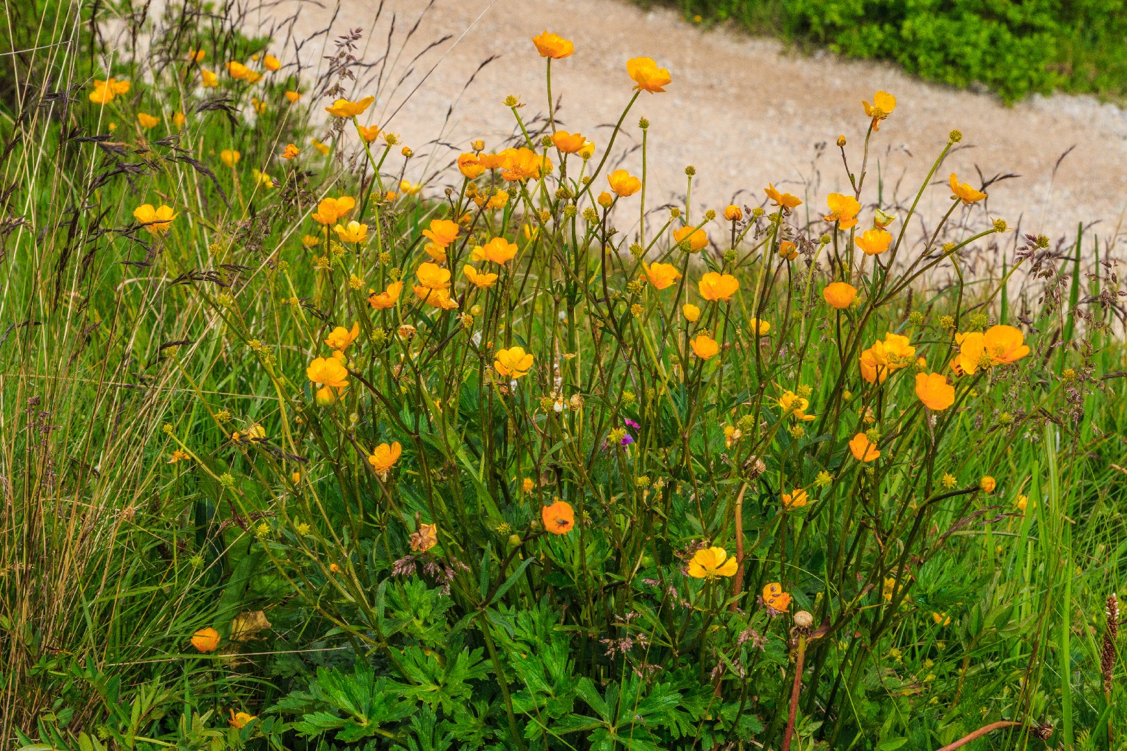 Botón de oro (Ranunculus acris) - PictureThis