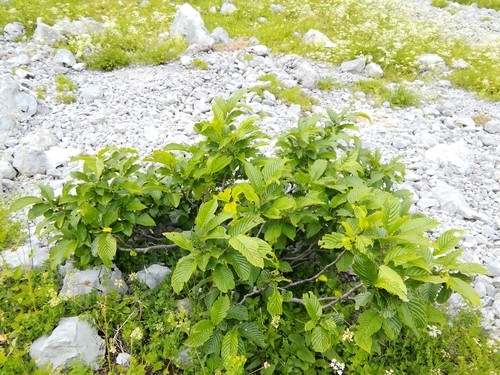 Atadinus fallax Flower, Leaf, Care, Uses - PictureThis