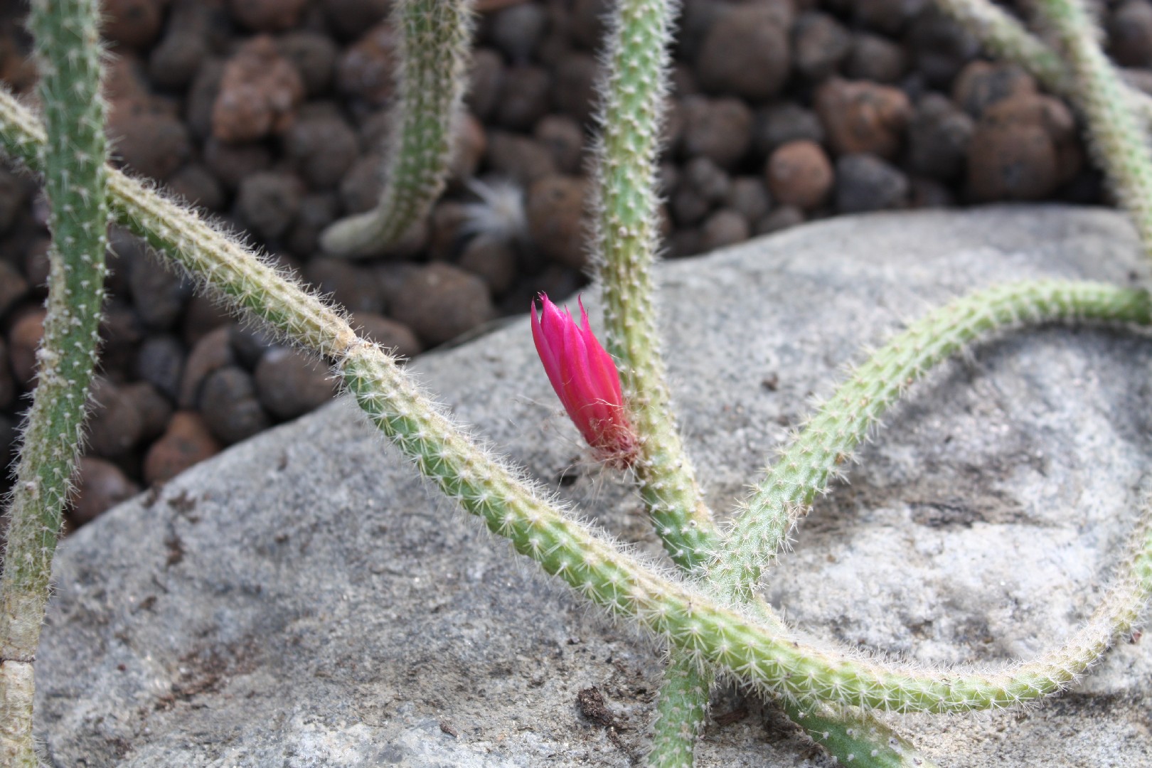 Cola de rata (Aporocactus flagelliformis) - PictureThis