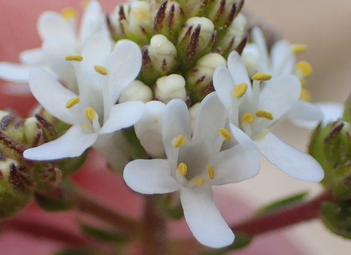 Selago glomerata - PictureThis