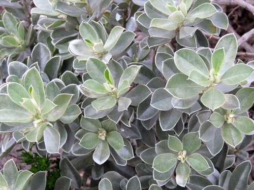 Podalyria sericea - PictureThis