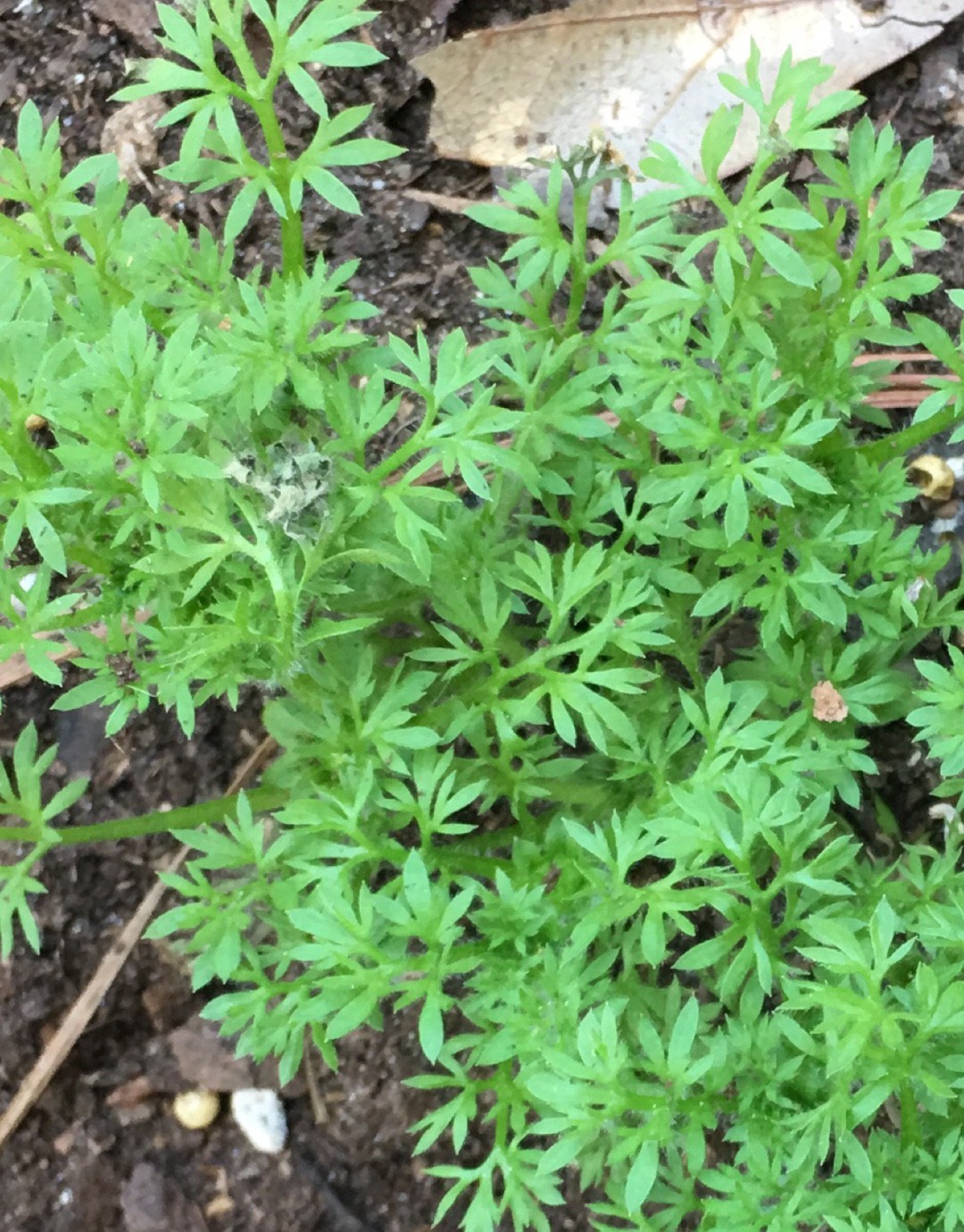 Burrweed (Soliva) Flower, Leaf, Care, Uses - PictureThis