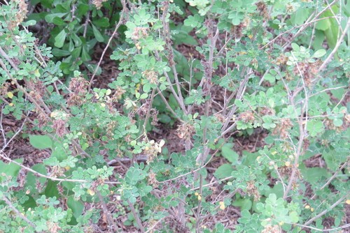 🌱 How to Propagate Low prairie clover