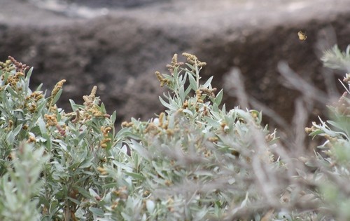 Atriplex cinerea - PictureThis