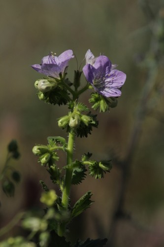 Phacelia grandiflora - PictureThis