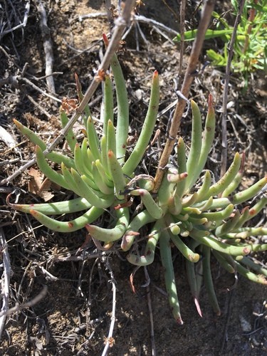 Dudleya Edulis (Dudleya edulis) - PictureThis