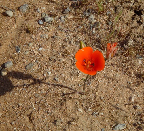 Lirio mariposa del desierto (Calochortus kennedyi) - PictureThis