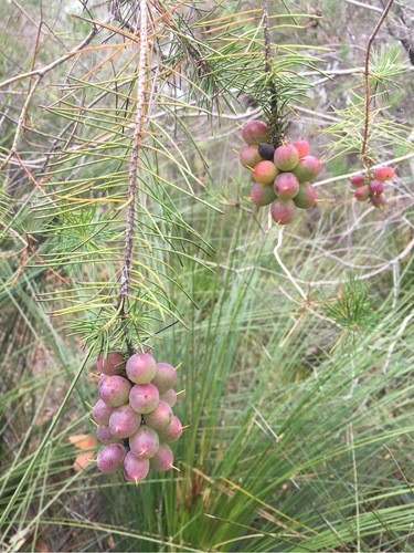 Pine-leaf geebung (Persoonia pinifolia) Flower, Leaf, Care, Uses ...