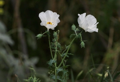 Chicalote blanco (Argemone albiflora) - PictureThis