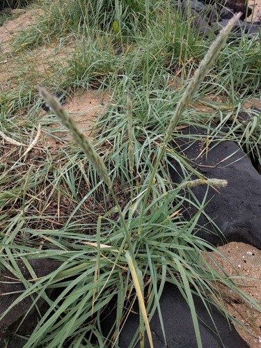Seigle de mer (Leymus arenarius) - PictureThis