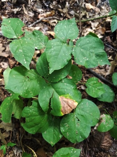 Lackeya multiflora - PictureThis