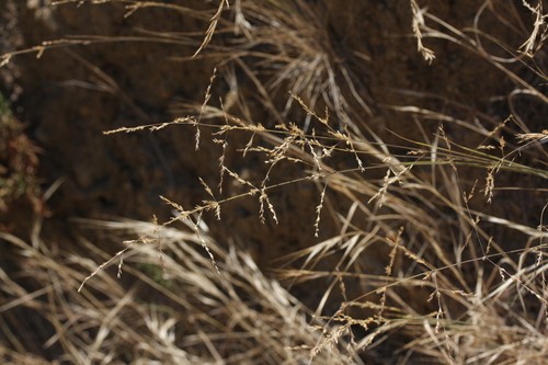Smallflower melicgrass (Melica imperfecta) Flower, Leaf, Care, Uses ...