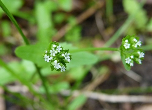 Beaked Cornsalad (Valerianella radiata) Flower, Leaf, Care, Uses ...