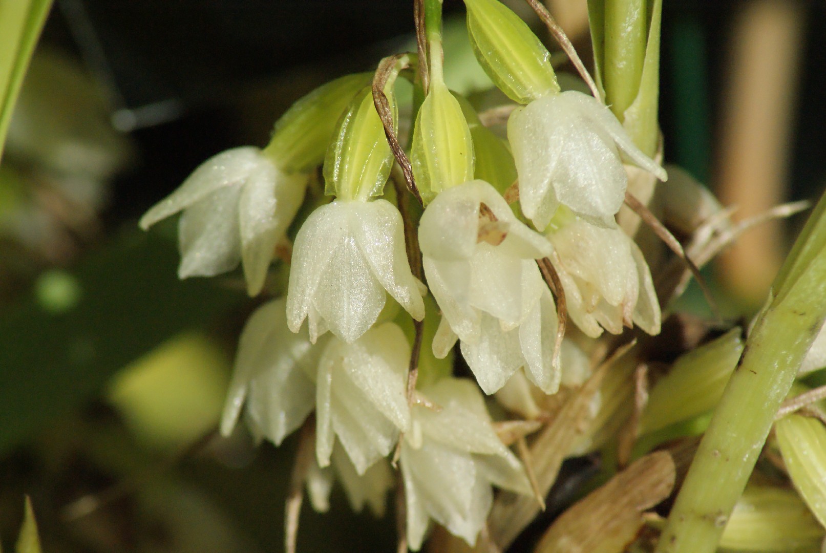 Coelia Flower, Leaf, Care, Uses - PictureThis