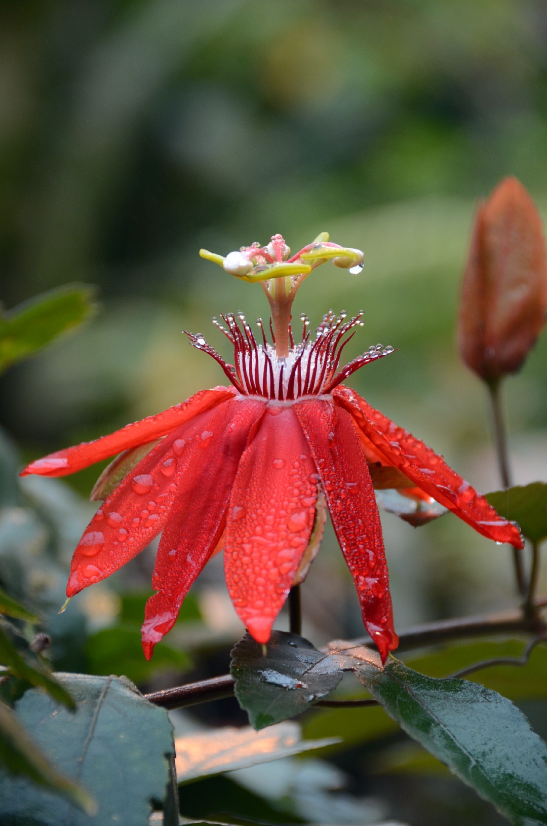 Pasiflora perfumada (Passiflora vitifolia) - PictureThis