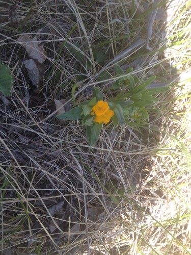Hoary puccoon (Lithospermum canescens) Flower, Leaf, Care, Uses ...