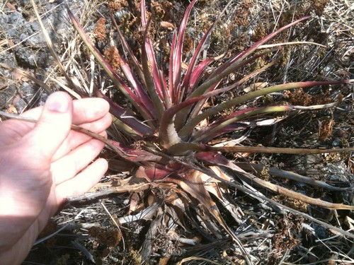 Hechtia podantha 照顧，種植，繁殖，開花時間 - PictureThis