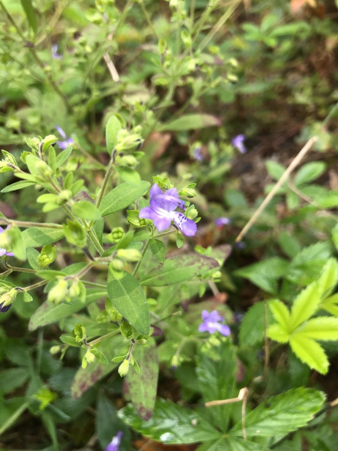 Trichostème fourchu (Trichostema dichotomum) - PictureThis