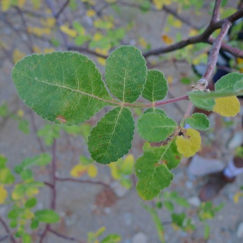 🍀 Cómo cultivar y cuidar una Copal colorado