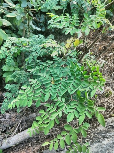 How to Plant and Grow Moringa(Moringa oleifera)