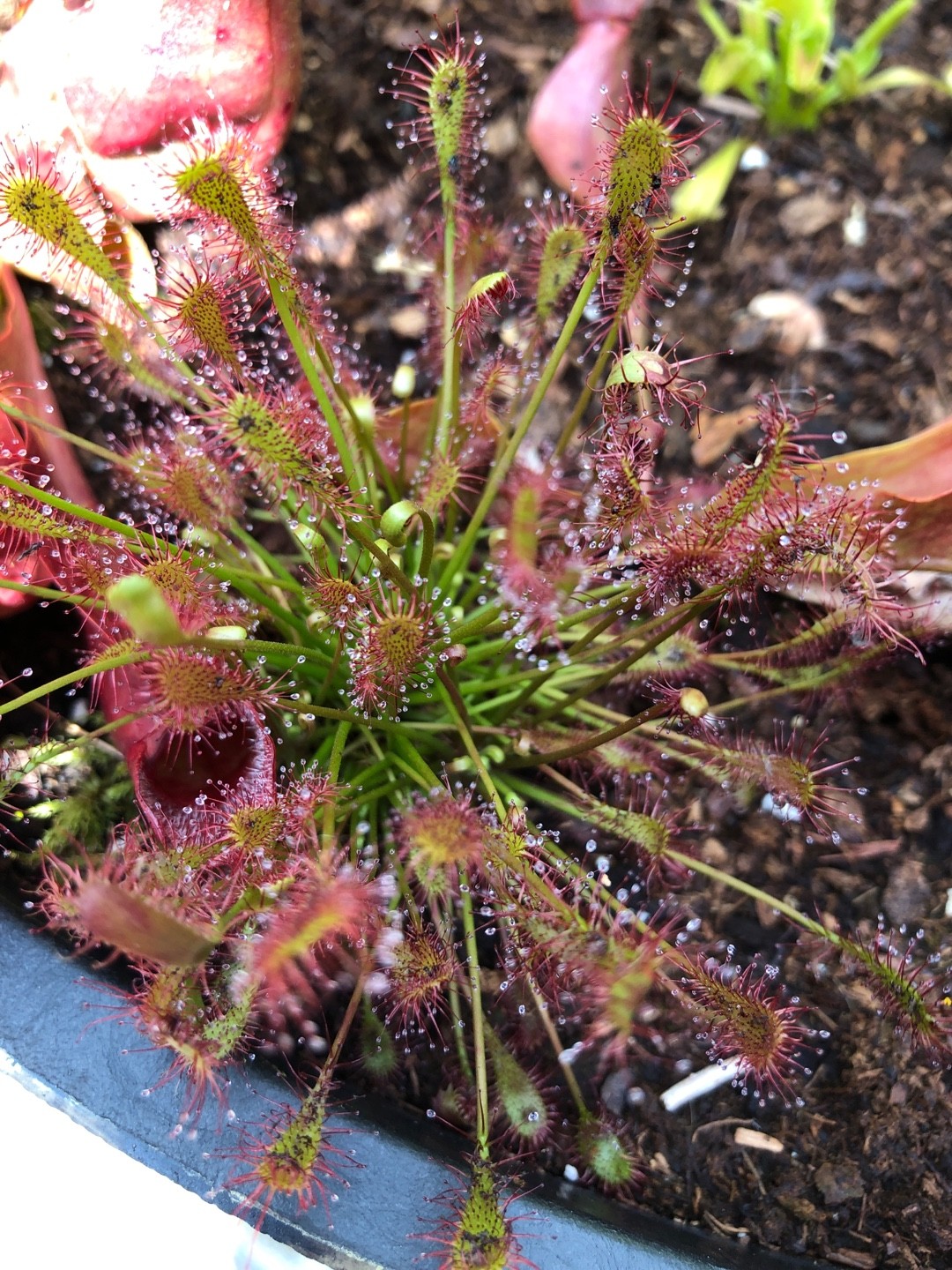 Росянка промежуточная (Drosera intermedia) - PictureThis