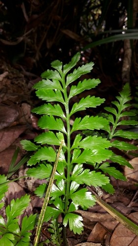 Asplenium lamprophyllum - PictureThis