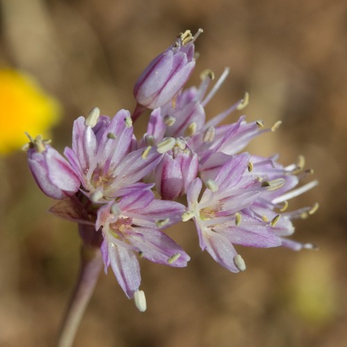 Allium howellii 照顧，種植，繁殖，開花時間 - PictureThis