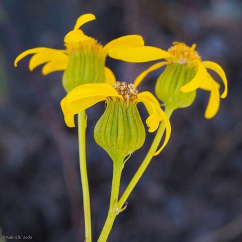 Packera - PictureThis