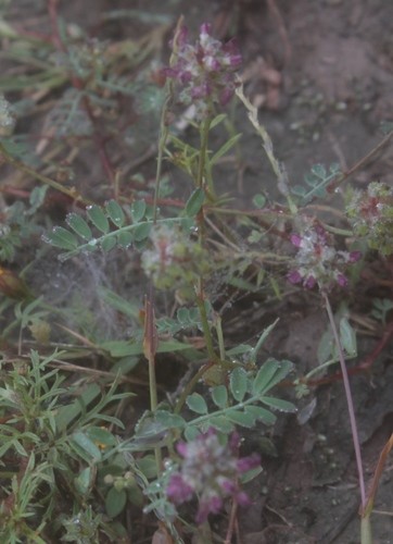 Dalea foliosa - PictureThis