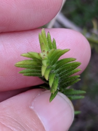 Piloblephis rigida - PictureThis