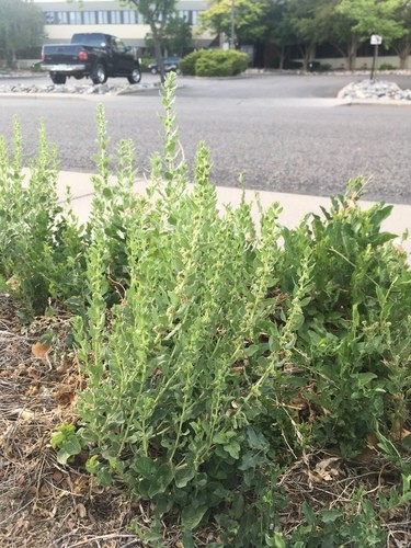 Poverty sumpweed Care (Watering, Fertilize, Pruning, Propagation ...